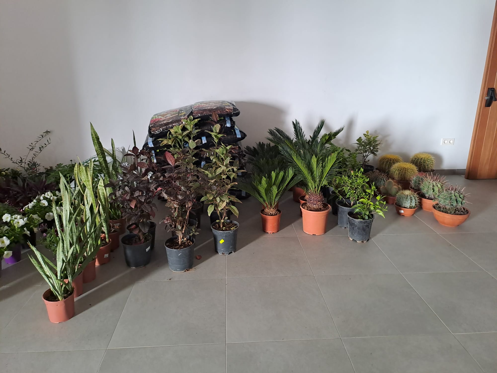 Siembra de árboles en El Cotillo con los alumnos del CEIP Tostón ...