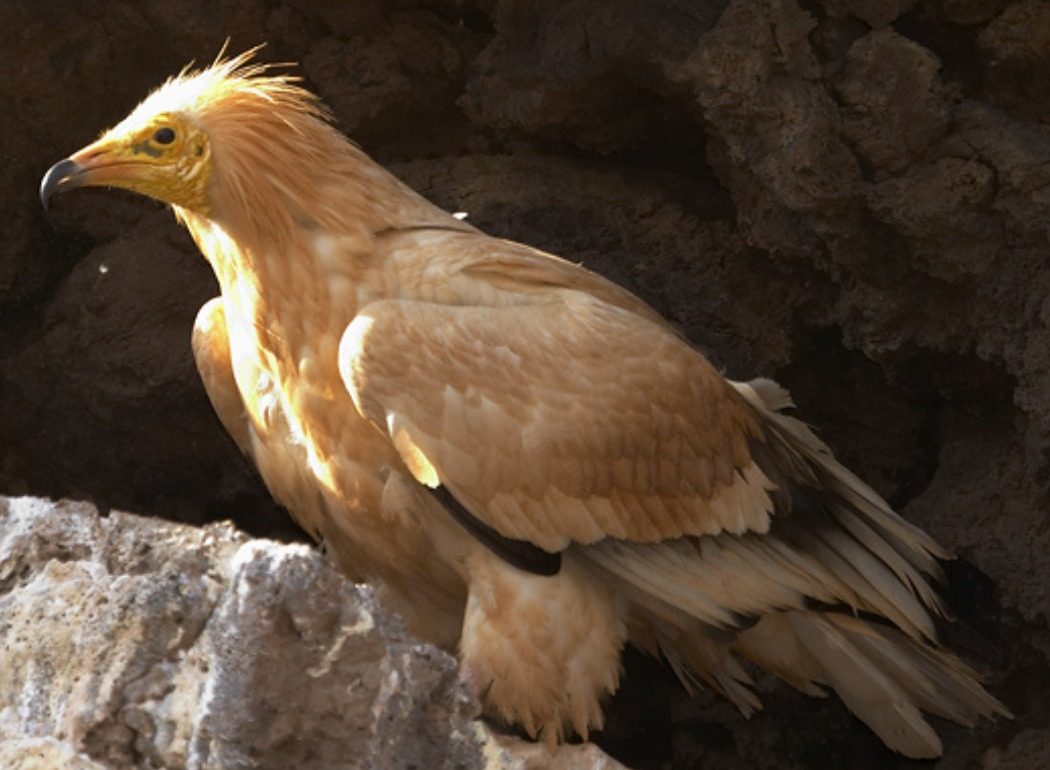 Medio Ambiente cierra varios senderos para favorecer la reproducción ...